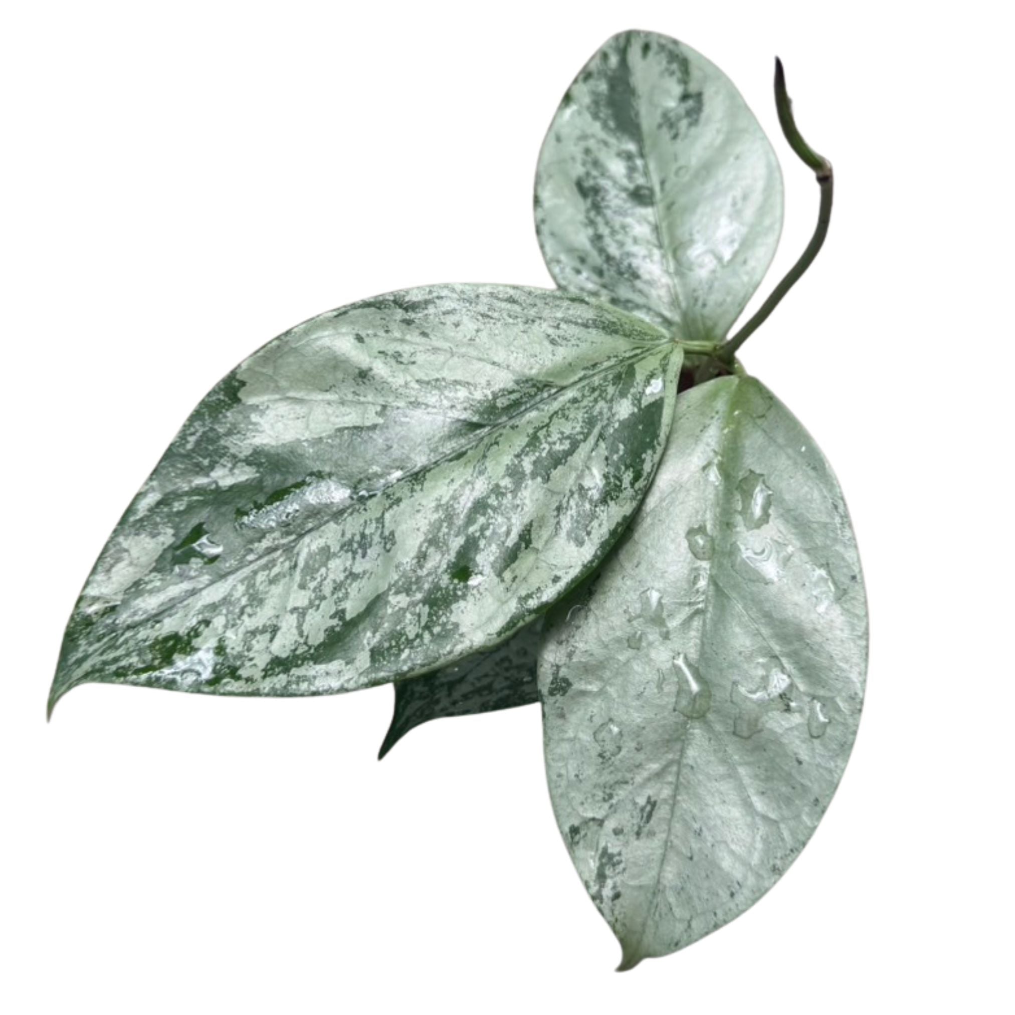 Hoya sp. Kalimantan Silver - Thai Exotic Greenery | Rare Silvery Hoya