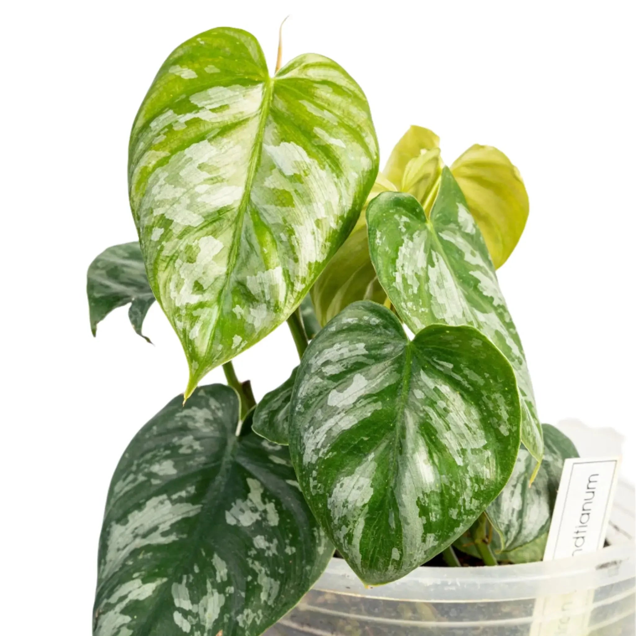 Philodendron brantianum wild form – Thai Exotic Greenery