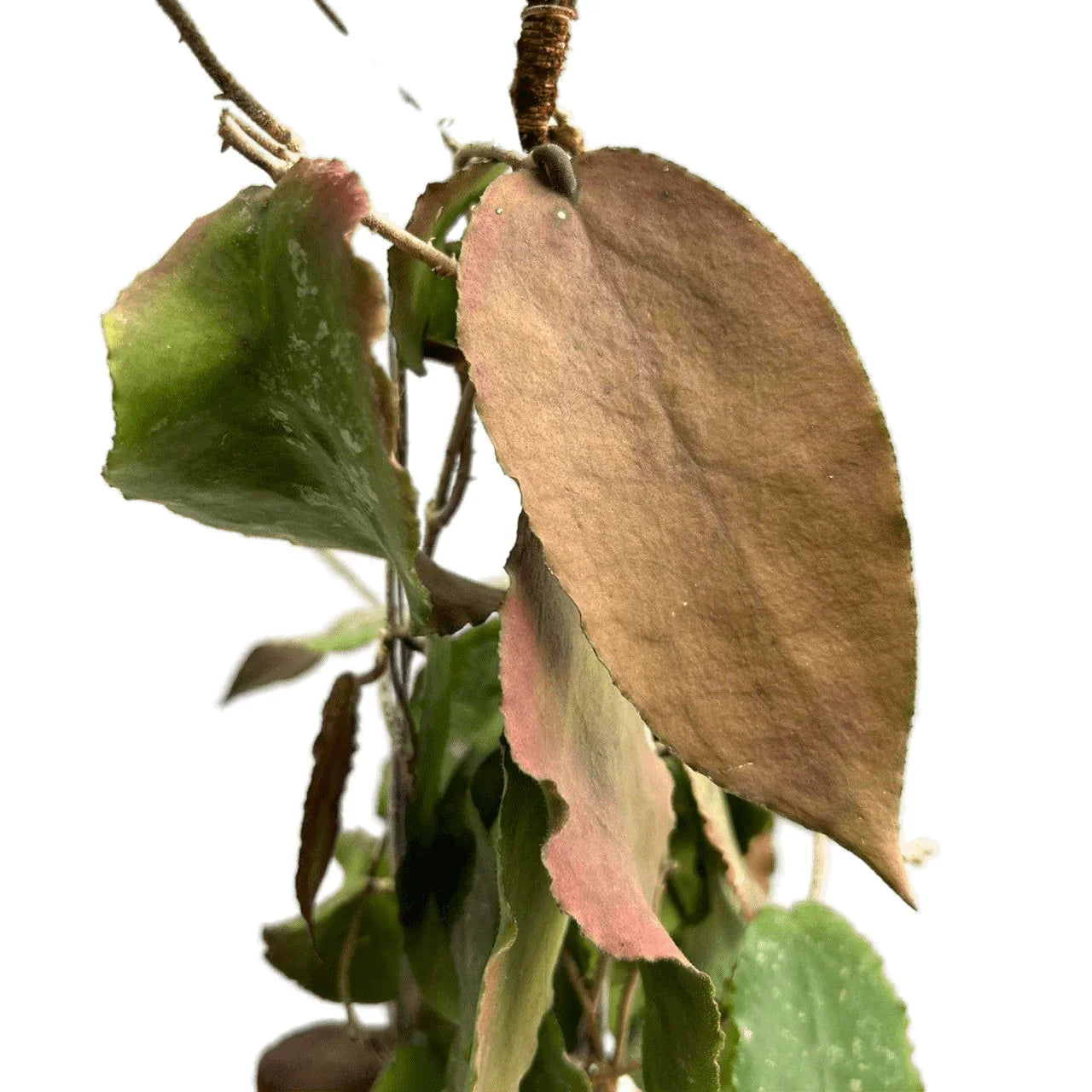 Hoya caudata big leaf – Thai Exotic Greenery