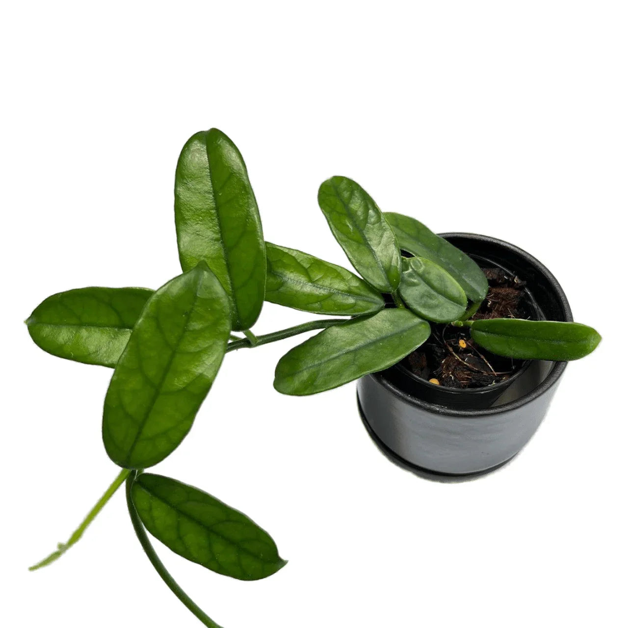 Hoya villosa long leaf – Thai Exotic Greenery