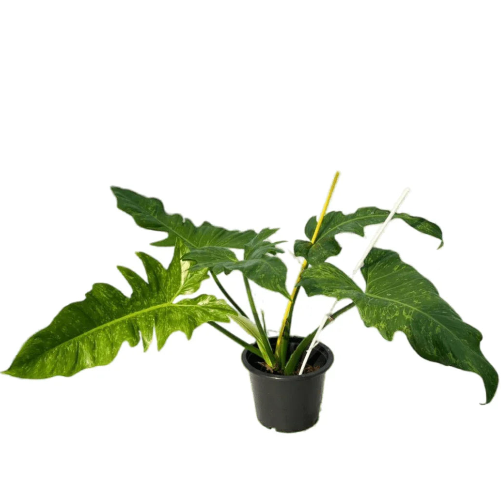 Philodendron Mottled Dragon Variegated – TEG | Rare Aroid Plant – Thai ...